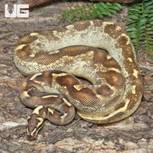 Ball Pythons For Sale - Underground Reptiles