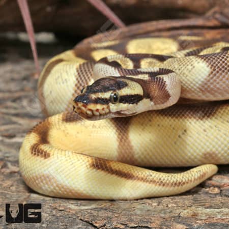Ball Pythons For Sale - Underground Reptiles