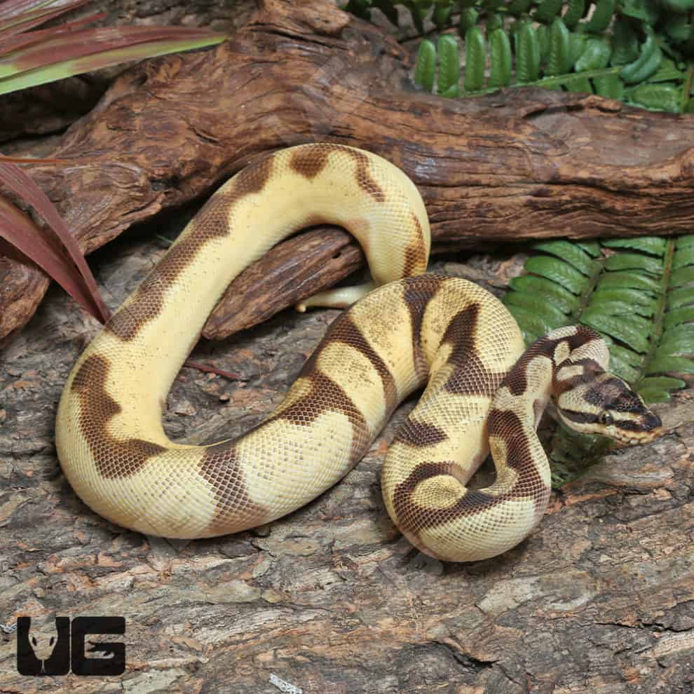 2018 Lavender Albino Spider Ball Python For Sale - Underground Reptiles