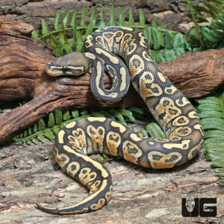 Ball Pythons For Sale - Underground Reptiles