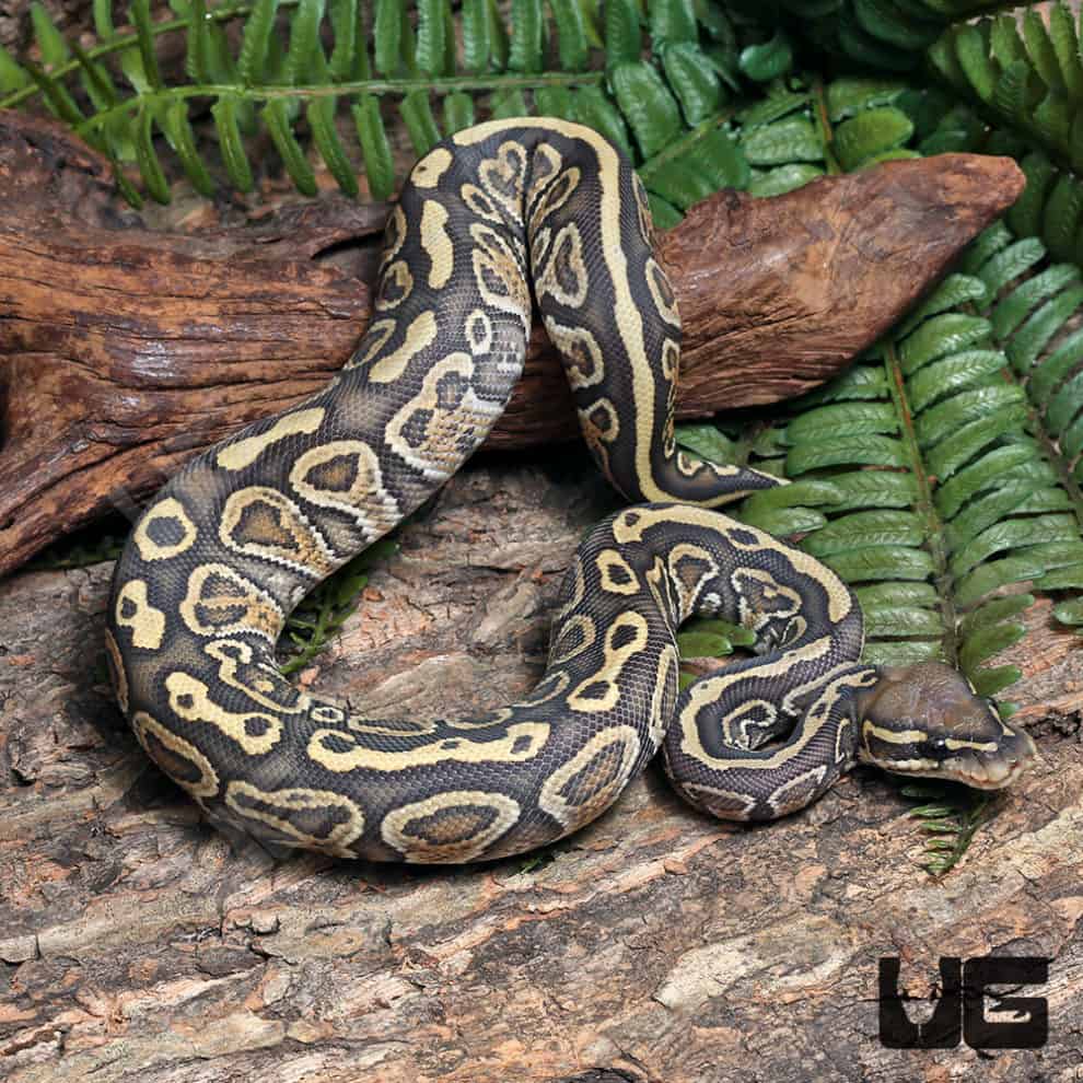 Ball Pythons For Sale - Underground Reptiles