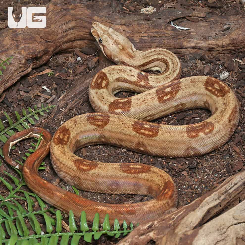 Boas For Sale - Underground Reptiles