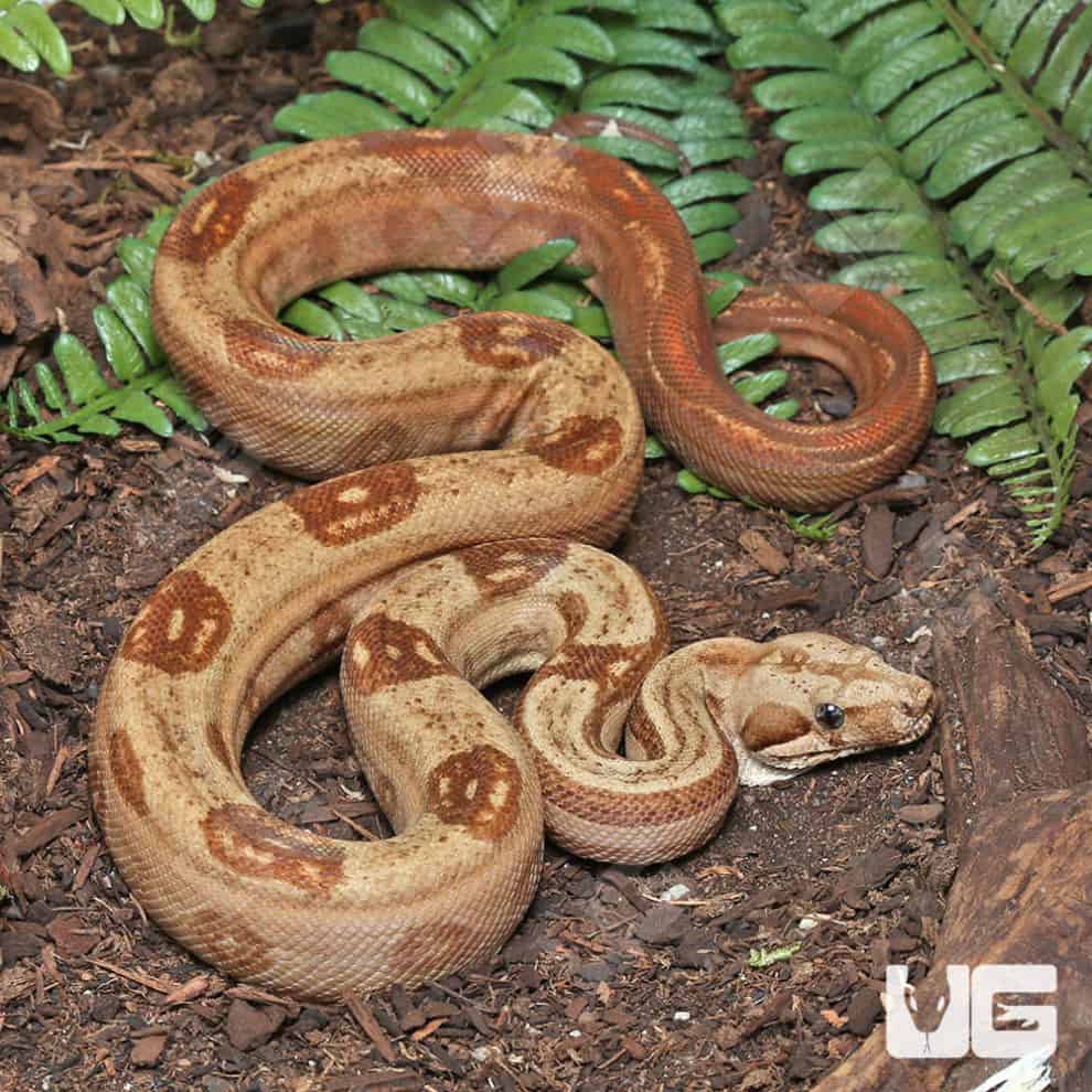Yearling Central American Boa For Sale - Underground Reptiles