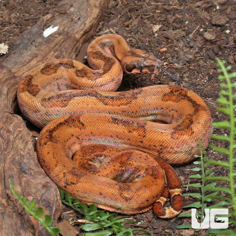 Hypo Onyx 50% Het Blood Gilbert T+ Central American Boa For Sale ...