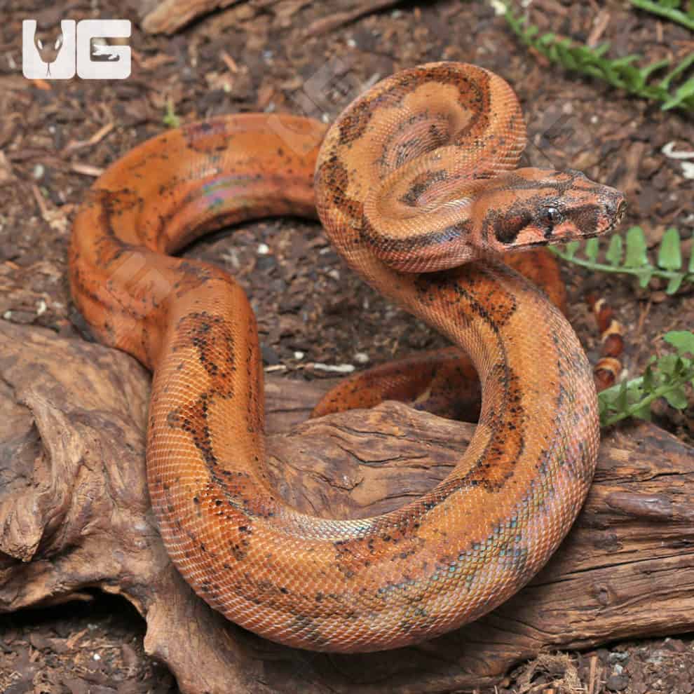 Hypo Onyx 50% Het Blood Gilbert T+ Central American Boa For Sale ...