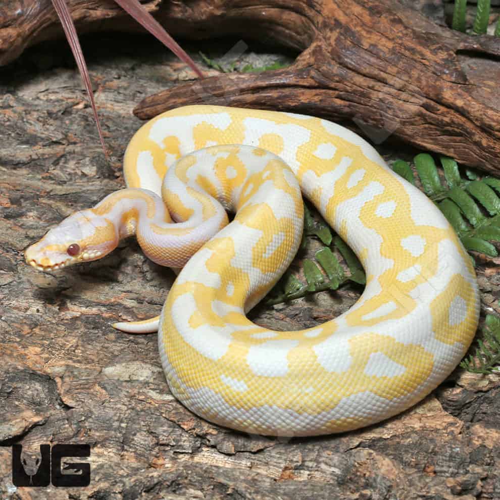 2018 Lavender Albino Spider Ball Python For Sale - Underground Reptiles 2018 Lavender Albino Spider Ball Python For Sale - Underground Reptiles
