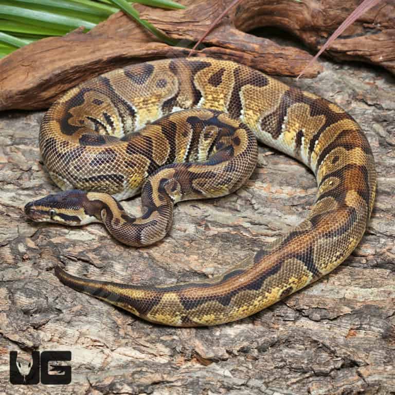 Ball Pythons For Sale - Underground Reptiles