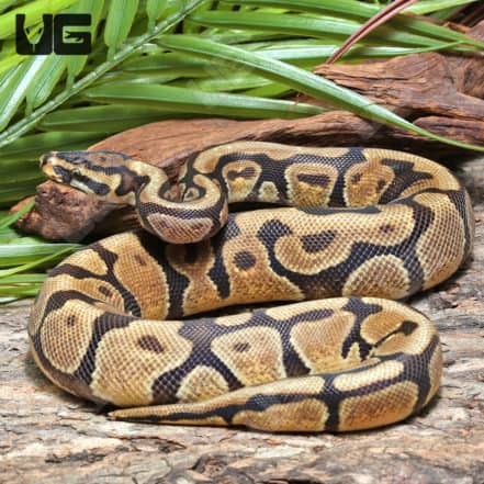 Ball Pythons For Sale - Underground Reptiles