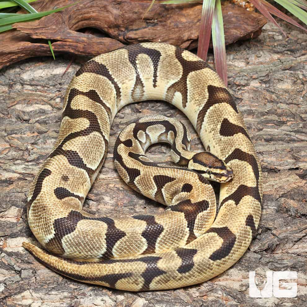 Orange Dream Enchi Het Clown Ball Python Archives - Underground Reptiles