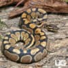 Ball Pythons For Sale - Underground Reptiles