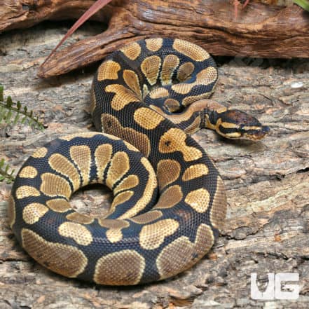 Ball Pythons For Sale - Underground Reptiles