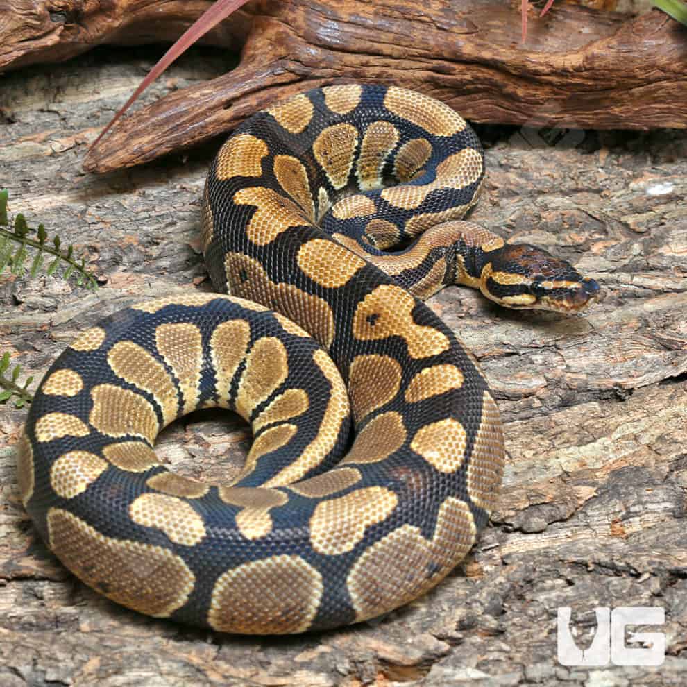 Ball Pythons For Sale - Underground Reptiles