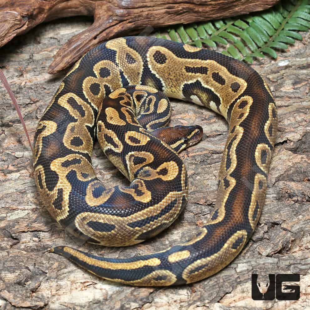 2021 Male OD Ultra-Mel Het Cryptic Ball Python For Sale - Underground ...