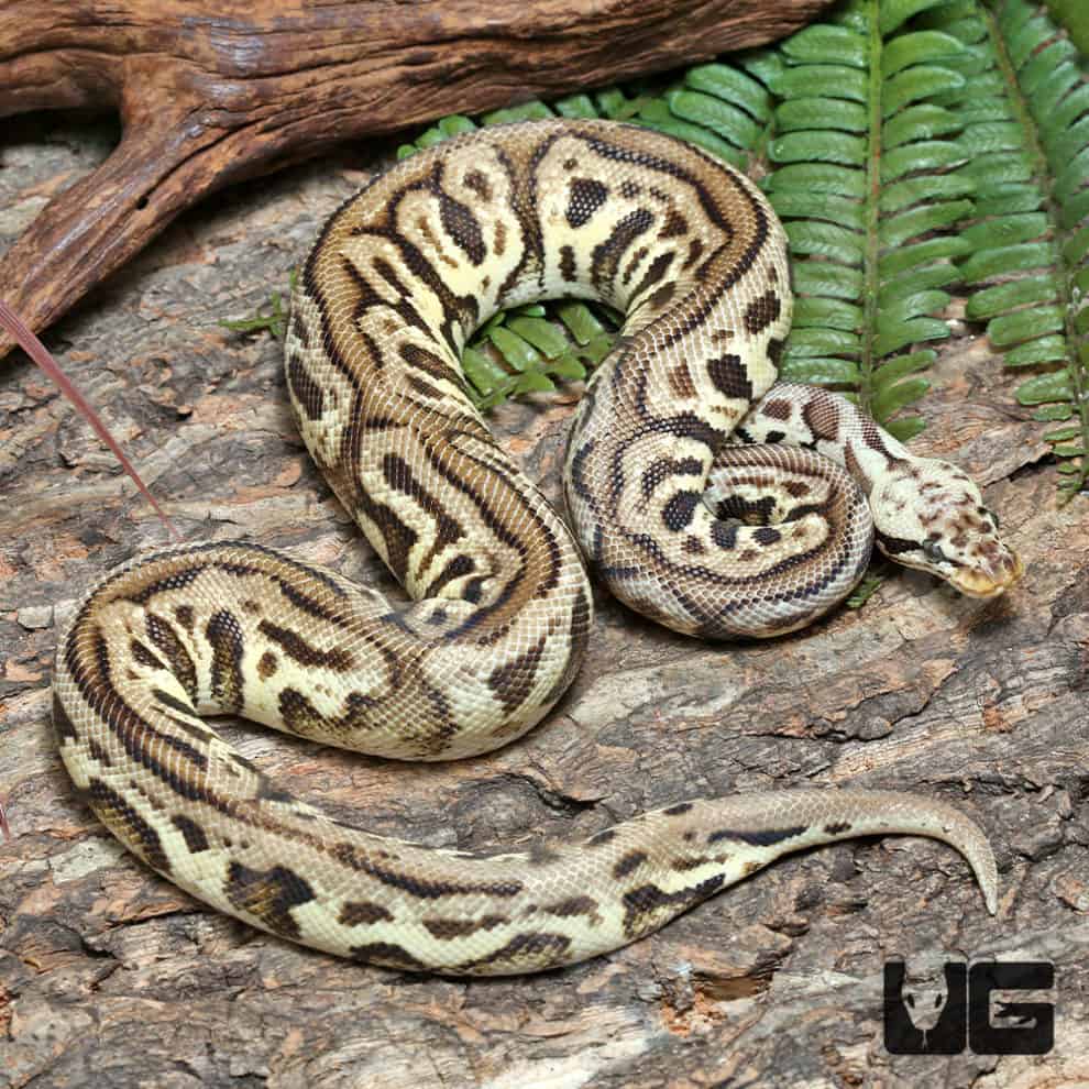 2018 Lavender Albino Spider Ball Python For Sale - Underground Reptiles