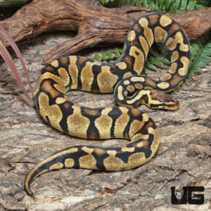 Ball Pythons For Sale - Underground Reptiles
