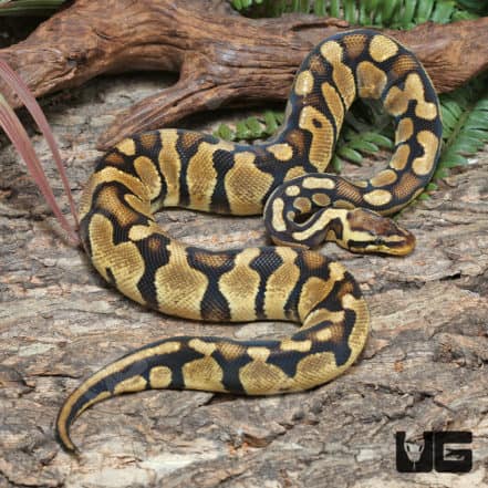 Ball Pythons For Sale - Underground Reptiles