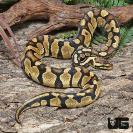 Ball Pythons For Sale - Underground Reptiles