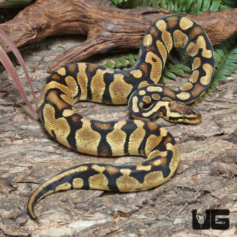 Ball Pythons For Sale - Underground Reptiles