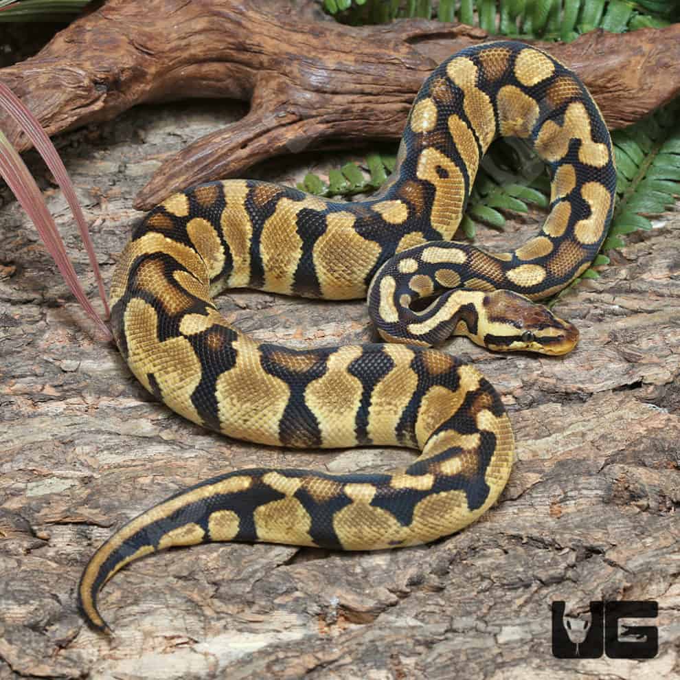 Ball Pythons For Sale - Underground Reptiles