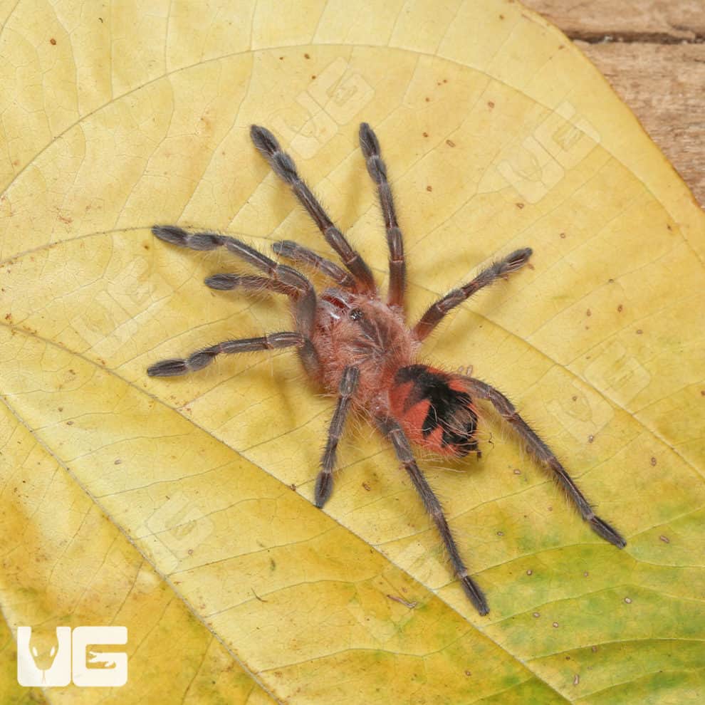 Purple Starburst Birdeater Tarantula (Pamphobeteus machala) For Sale ...