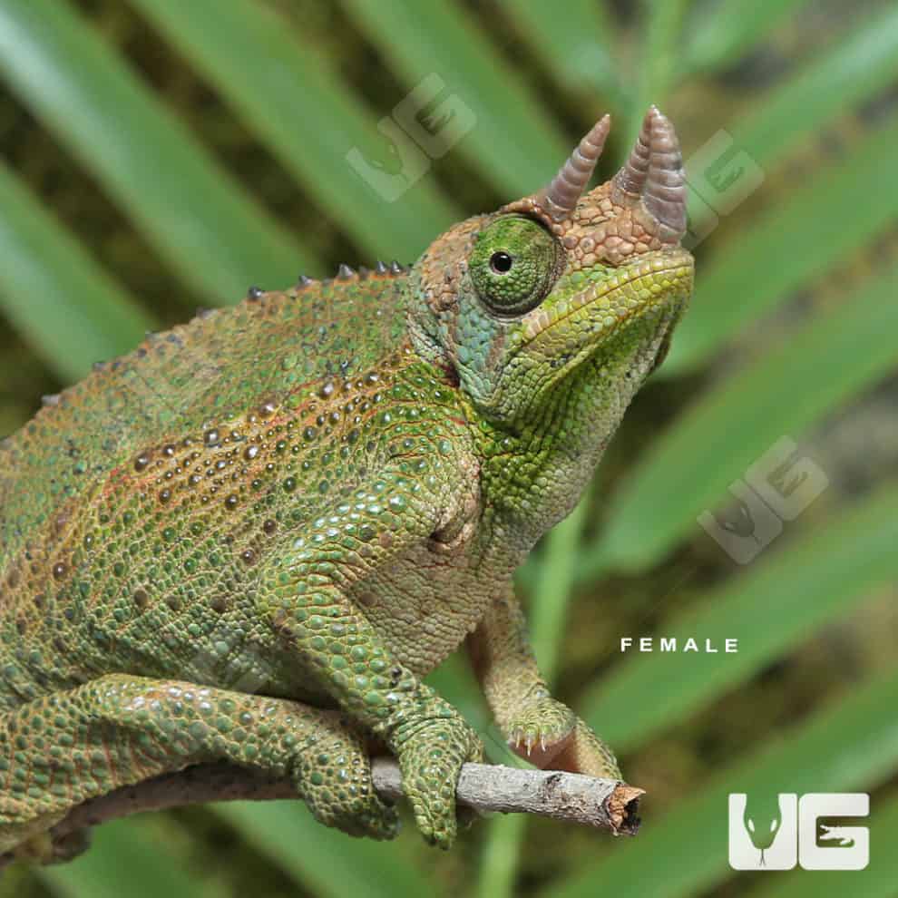 Rainbow Jacksons Chameleons for sale - Underground Reptiles