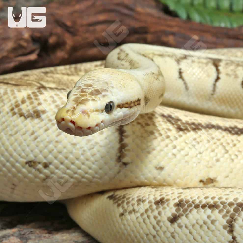 Ball Pythons For Sale - Underground Reptiles