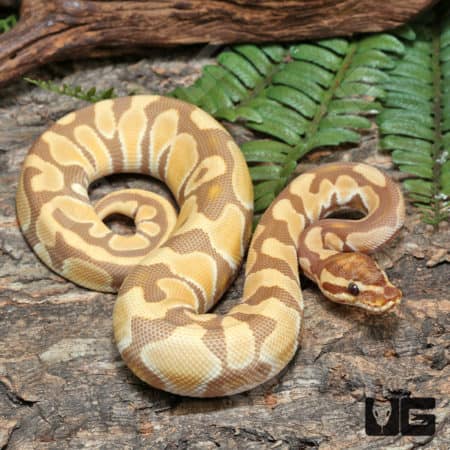 Yearling Male Super OD Ultra-mel Het Cryptic Ball Python (#J34, #J35 ...