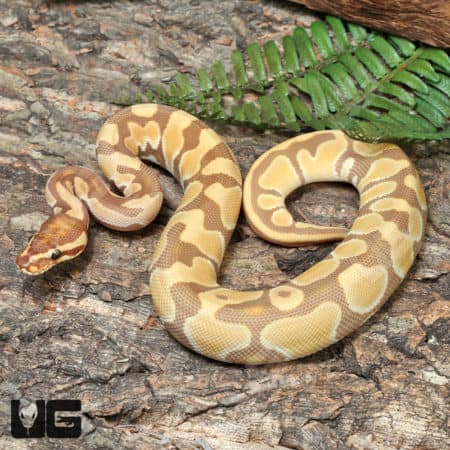 2018 Lavender Albino Spider Ball Python For Sale - Underground Reptiles