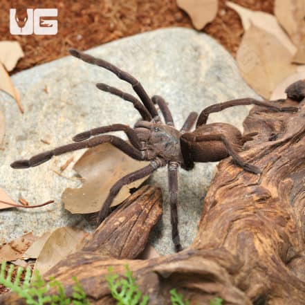 Saraburi Earth Tiger Tarantula (Chilobrachys sp) For Sale - Underground ...