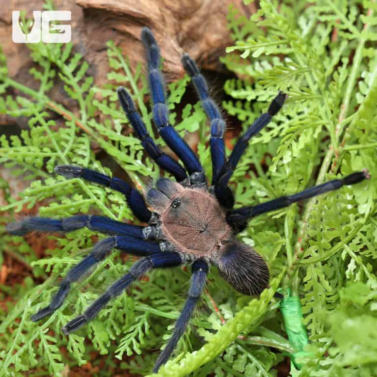 Thai Black Tarantulas For Sale - Underground Reptiles