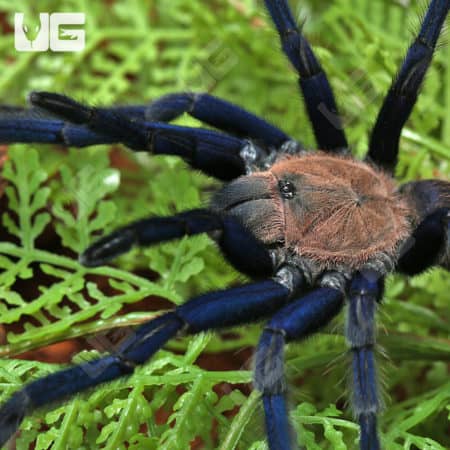 Thai Black Tarantulas For Sale - Underground Reptiles