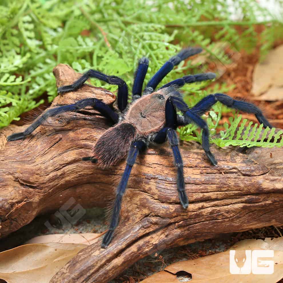 Thai Black Tarantulas For Sale - Underground Reptiles
