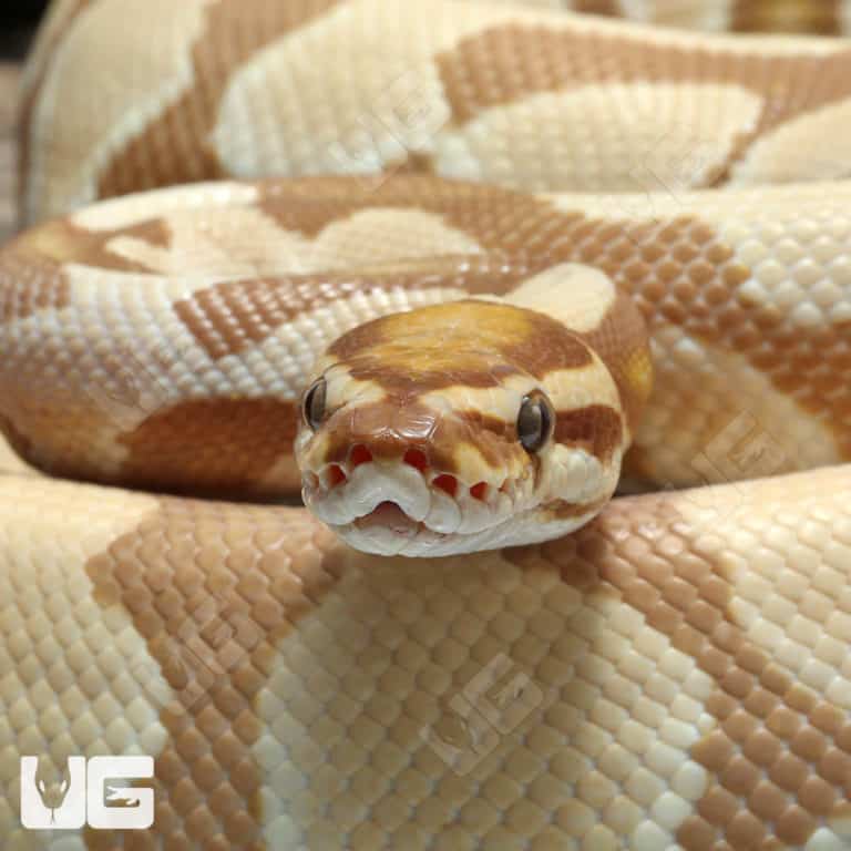 Ball Pythons For Sale - Underground Reptiles