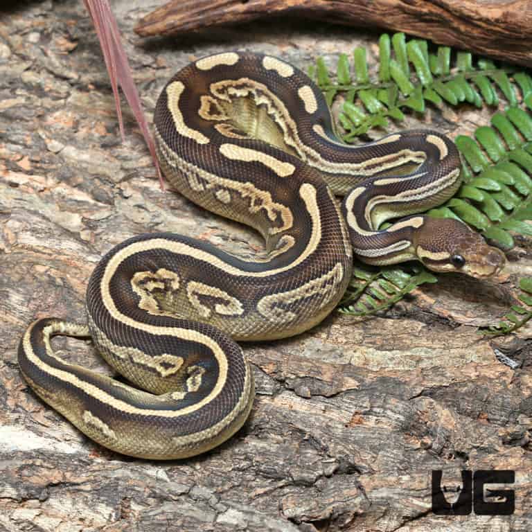 2018 Lavender Albino Spider Ball Python For Sale - Underground Reptiles