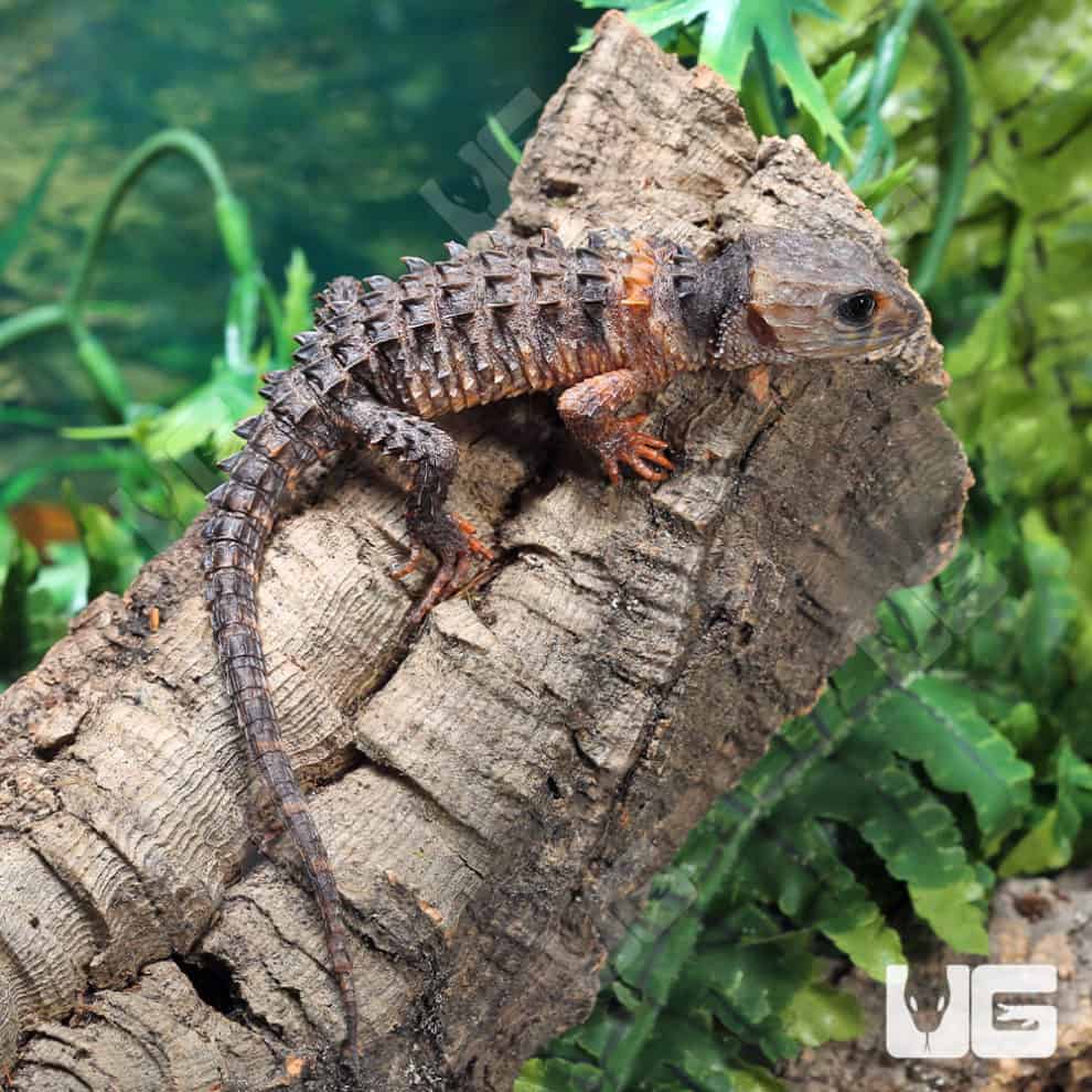 Lizards For Sale - Underground Reptiles