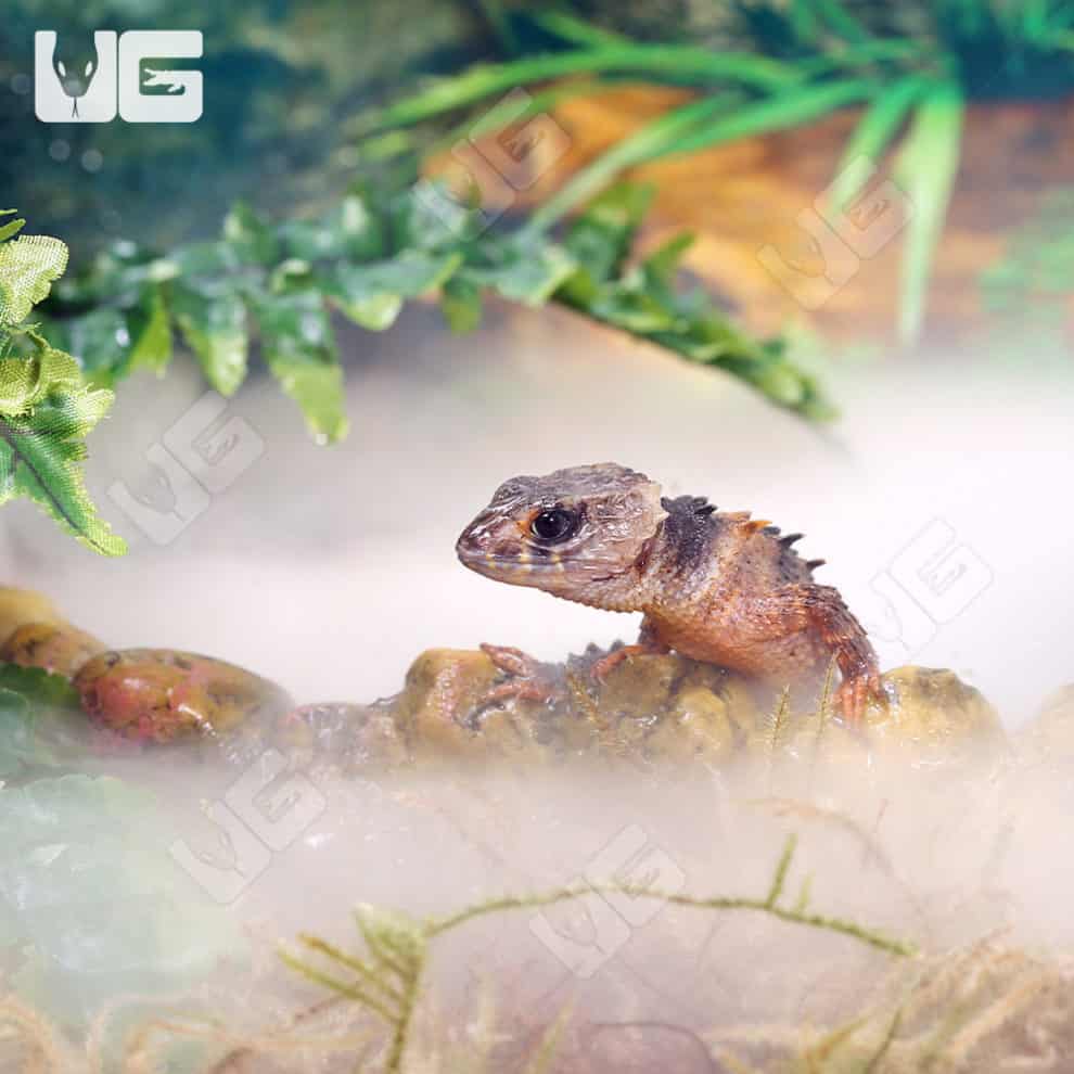 Lizards For Sale - Underground Reptiles