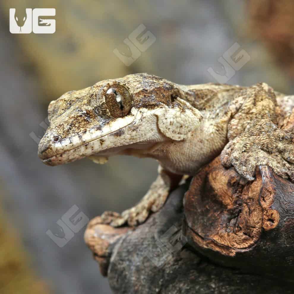 Auctions - Underground Reptiles