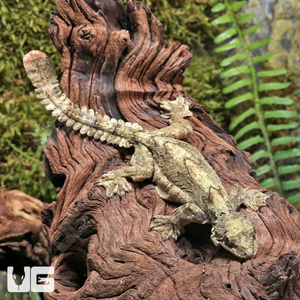 Auctions - Underground Reptiles