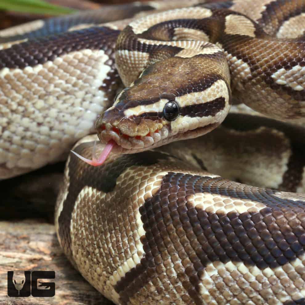 Ball Pythons For Sale - Underground Reptiles