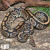 Ball Pythons For Sale - Underground Reptiles
