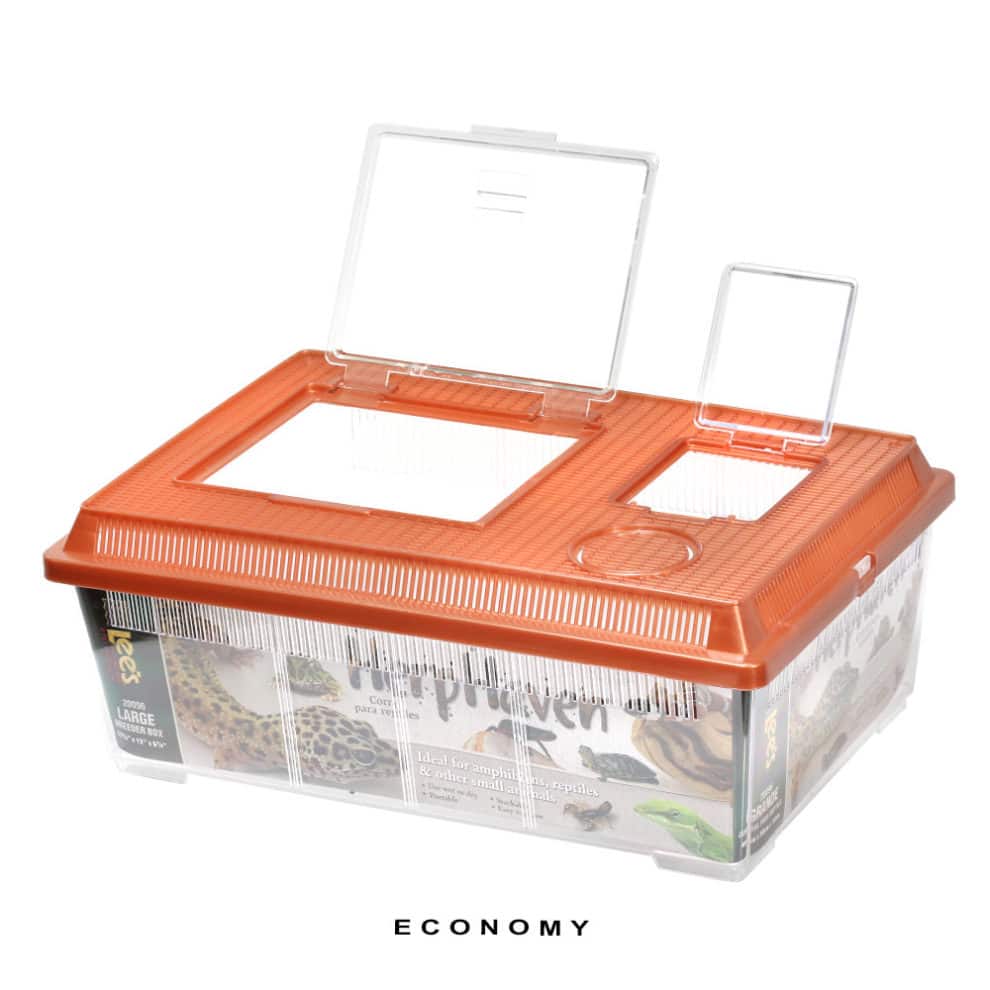 COMPLETE Salamader/Newt Setup - Underground Reptiles