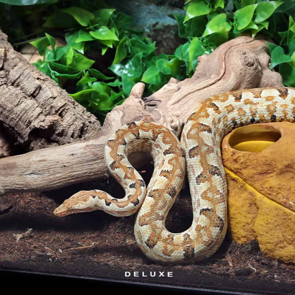 COMPLETE Ground Boa Setup - Underground Reptiles