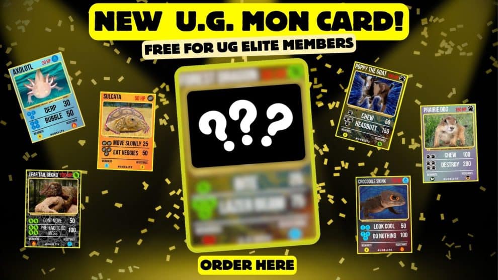 Underground Reptiles - Exotic Reptiles, Amphibians, Lizards and Mammals