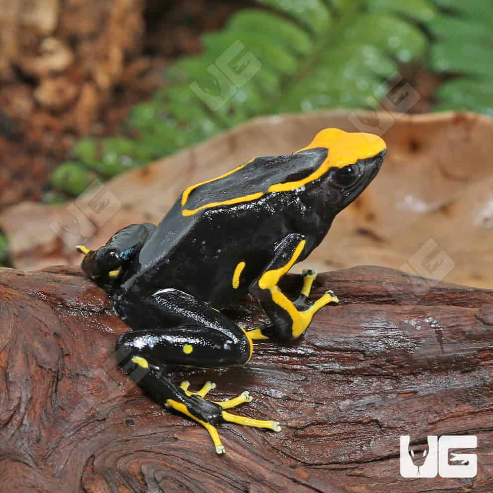 Alanis Tinctorius Dart Frogs For Sale - Underground Reptiles