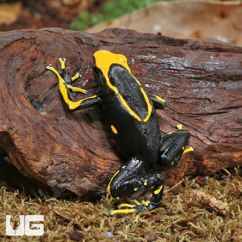 Alanis Tinctorius Dart Frogs For Sale - Underground Reptiles