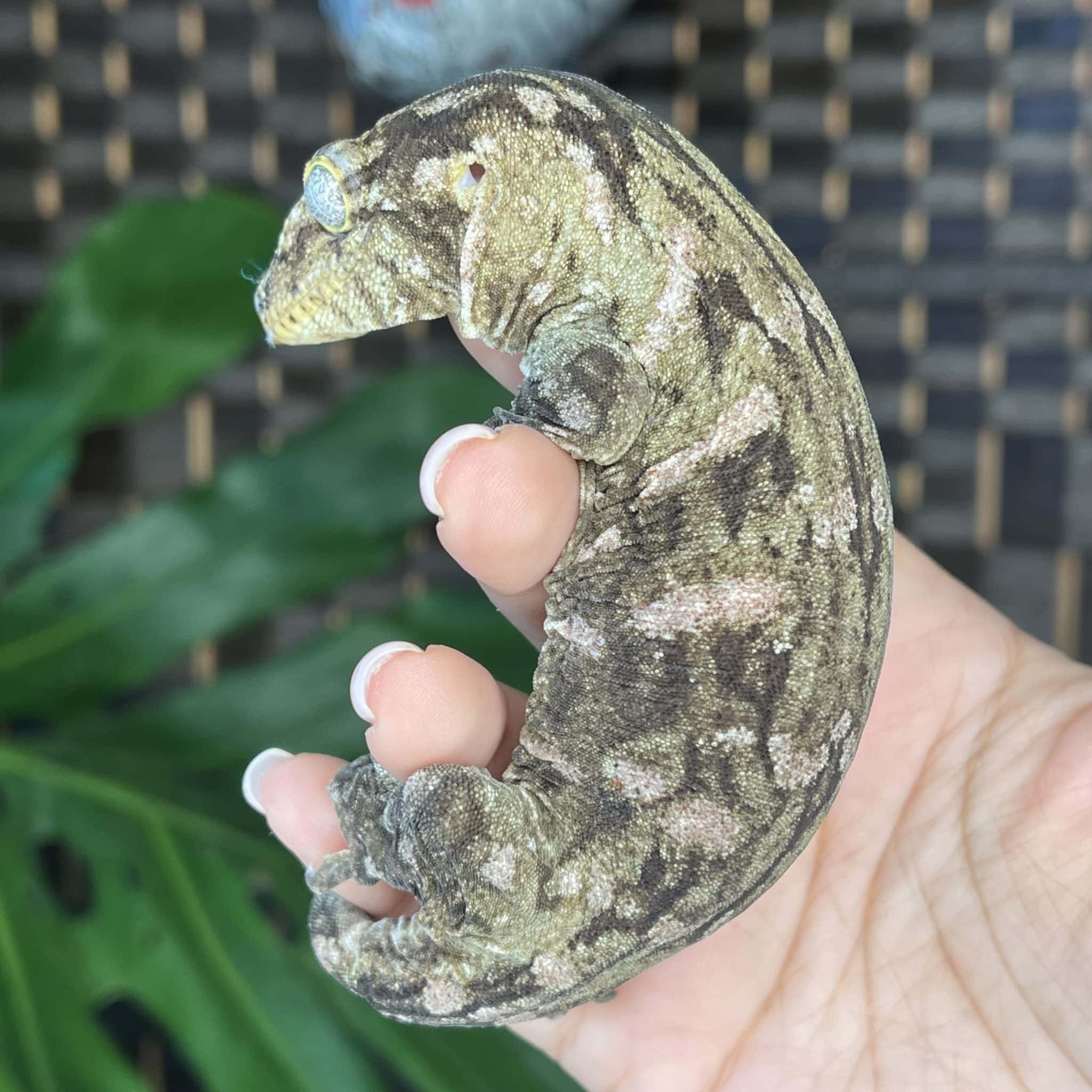 Baby Offshore Leachianus Geckos For Sale - Underground Reptiles