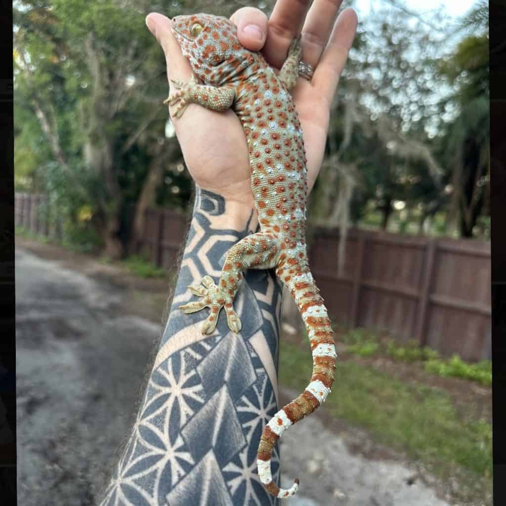 Tokay Geckos (Gekko gecko) For Sale - Underground Reptiles