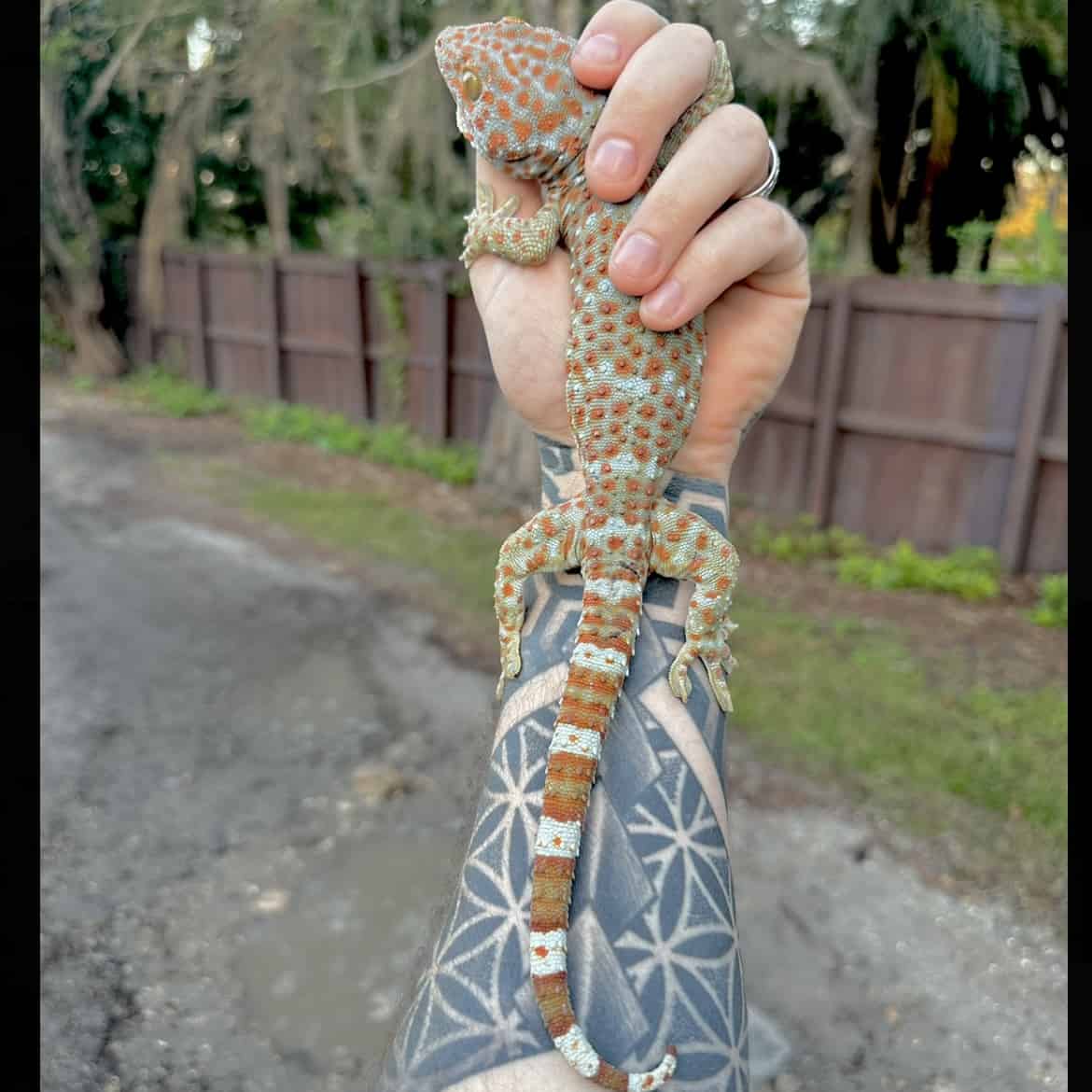 Other Geckos For Sale - Underground Reptiles