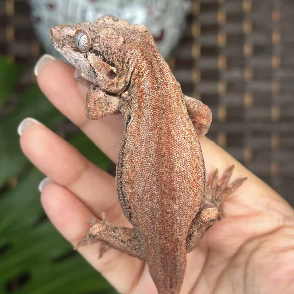 Adult Male Gargoyle Geckos (Rhacodactylus auriculatus) For Sale ...