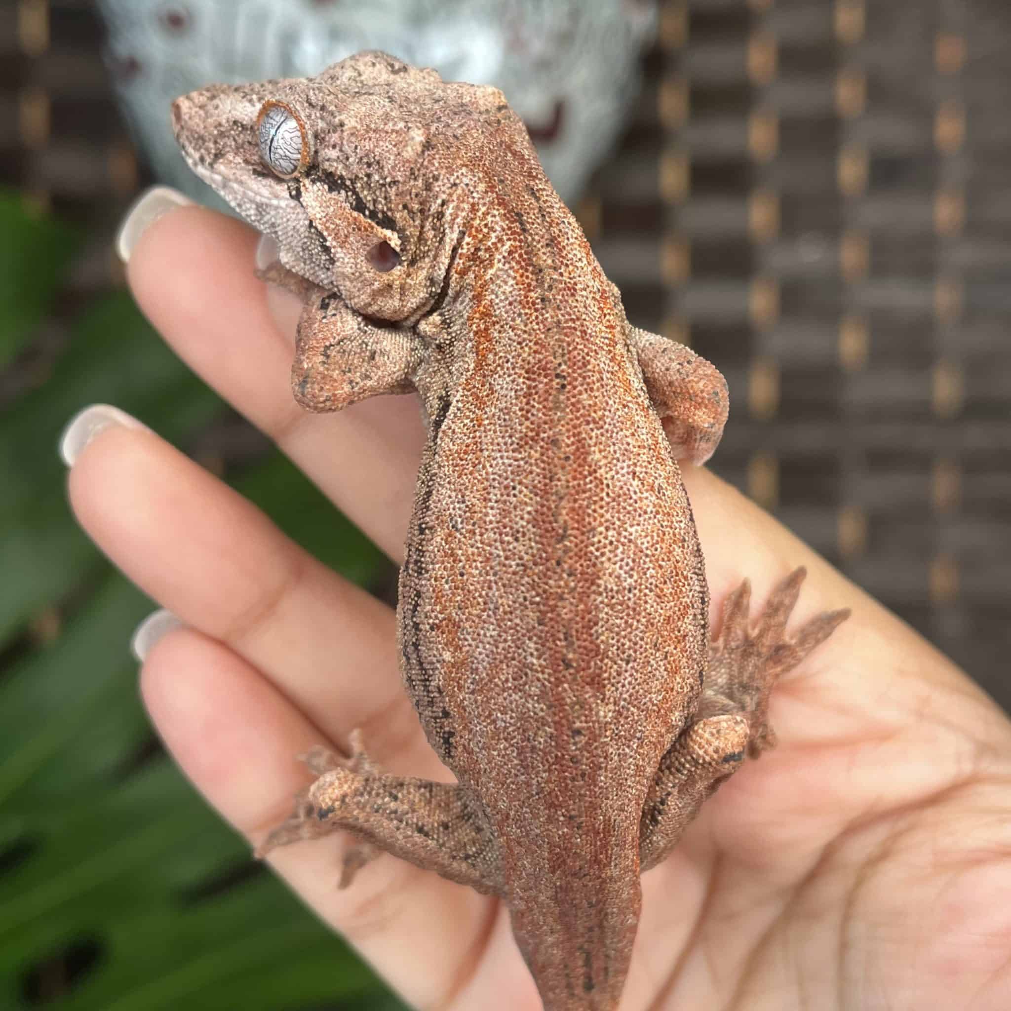 Adult Male Gargoyle Geckos (Rhacodactylus auriculatus) For Sale ...